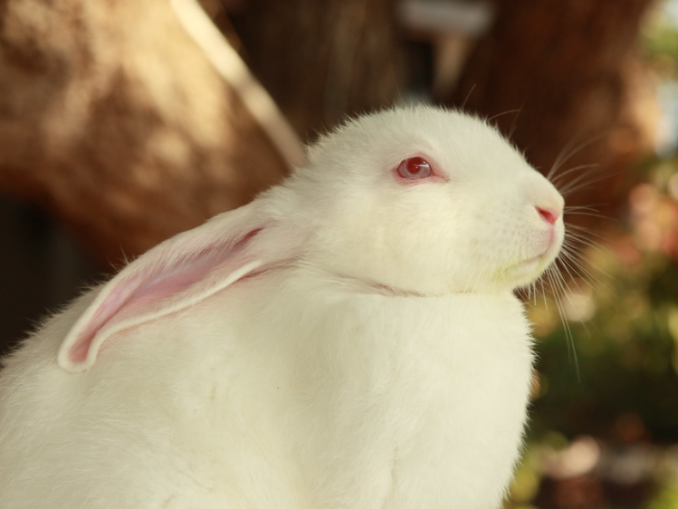Enfermedades de conejos a perros - Tu Guía Completa para el Cuidado y ...