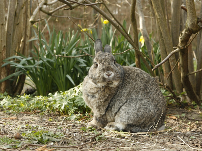 Mi conejo hace pipí por todas partes - Tu Guía Completa para el Cuidado ...