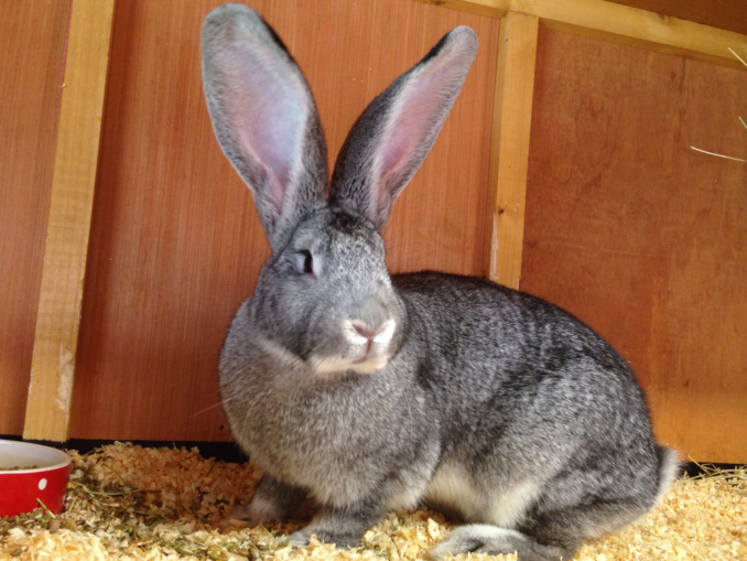 Donde viven los conejos - Tu Guía Completa para el Cuidado y Felicidad ...