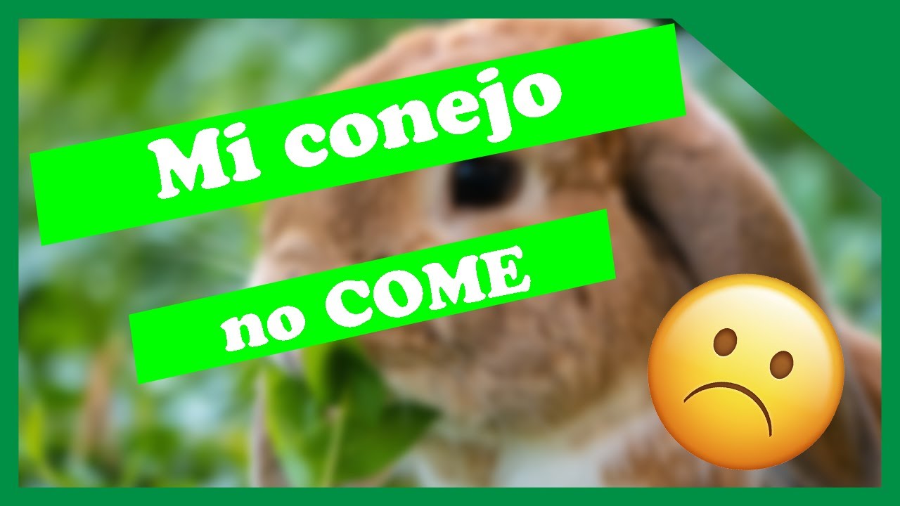 Mi-conejo-no-come.-¿Causas-¿Que-hacer - Tu Guía Completa para el ...