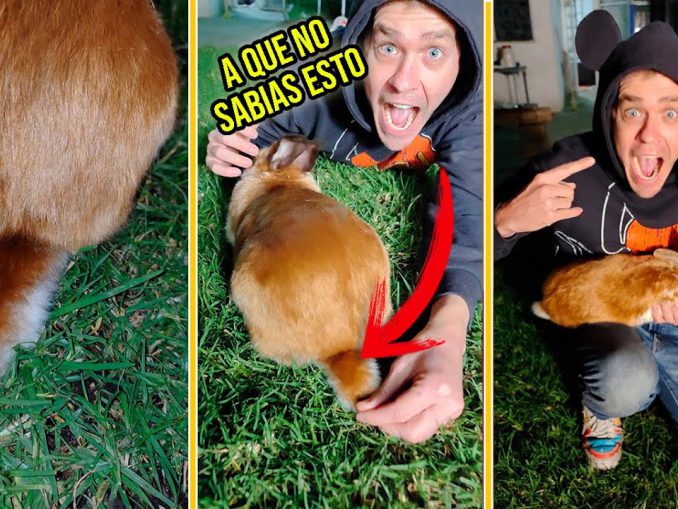 Como limpiarle la cola a un conejo - Tu Guía Completa para el Cuidado y ...