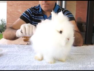 Como es la cola de un conejo - EL CONEJO LA MASCOTA IDEAL