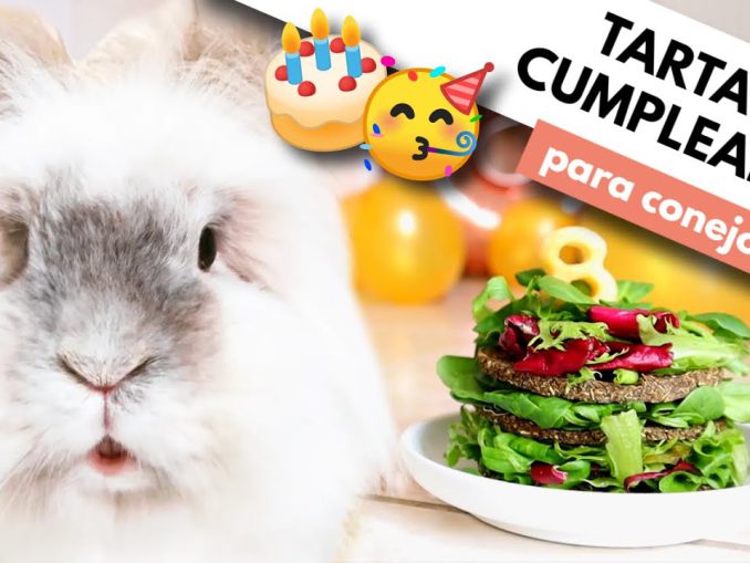 Las mejores ideas para celebrar el cumpleaños de tu conejo archivos ...