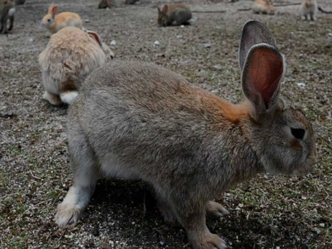 Causas y tratamientos para la sarna en conejos - Tu Guía Completa para ...